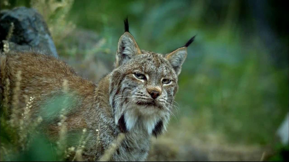 Blue Buffalo Wilderness TV Commercial, 'Wild Cat' - iSpot.tv