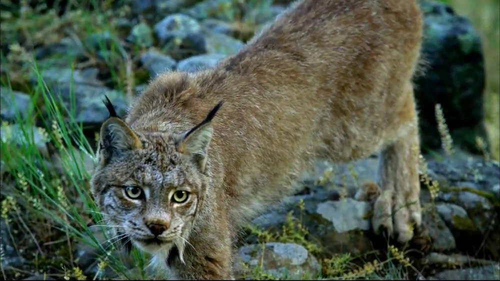 Blue Buffalo Wilderness TV Commercial, 'Wild Cat' - iSpot.tv
