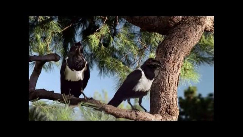 Windex TV Commercial, 'Clean the First Time, Every Time with Windex ...