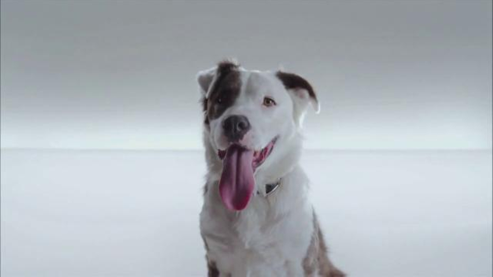 The Shelter Pet Project TV Commercial, 'Meet Jules, Amazing Shelter Pet ...