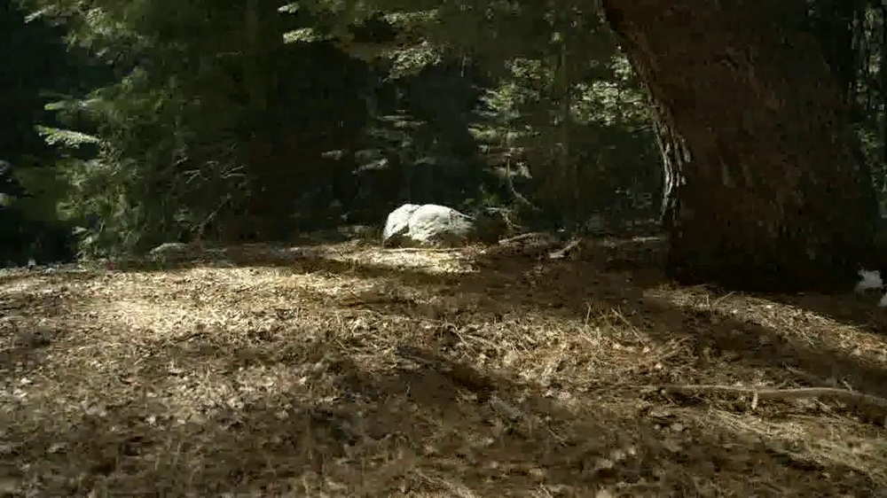 Purina Pro Plan TV Commercial, 'If Your Dog Can Dream It: Fetch' - iSpot.tv