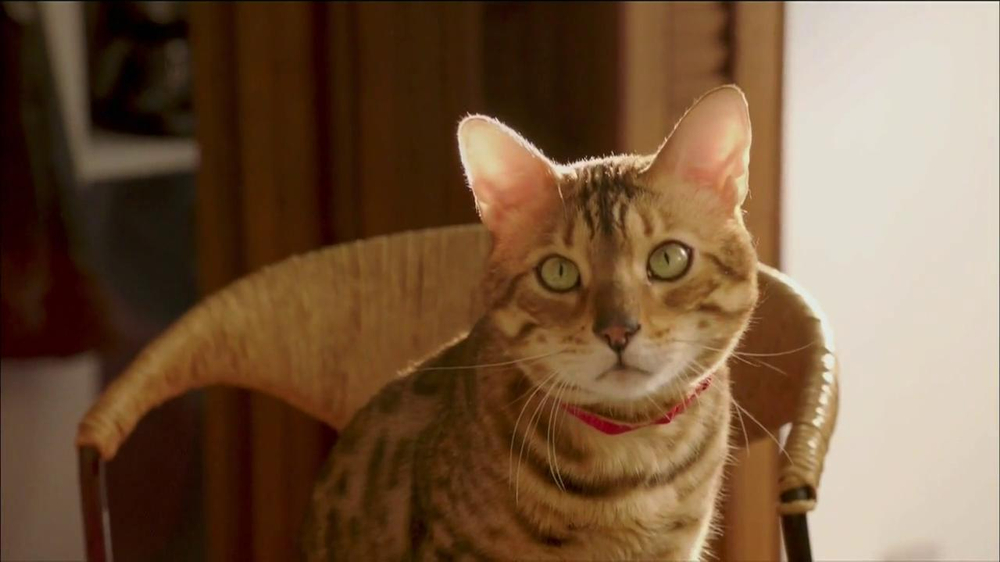 Science Diet Chicken and Brown Rice Dinner TV Spot - iSpot.tv