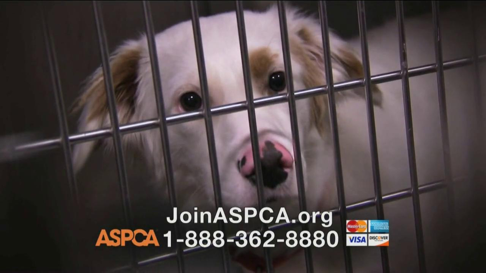 ASPCA TV Commercial, 'Love' Featuring Kim Rhodes - iSpot.tv