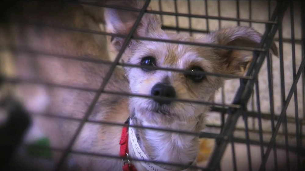 ASPCA TV Commercial, 'Love' Featuring Kim Rhodes - iSpot.tv