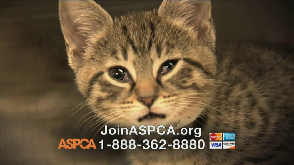ASPCA TV Commercial, 'Love' Featuring Kim Rhodes - iSpot.tv