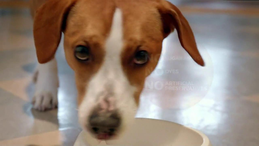 Iams TV Commercial, 'So Happy You're Home' - iSpot.tv