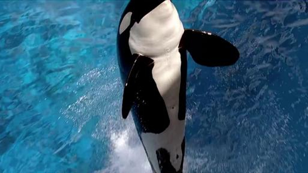 SeaWorld TV Commercial, 'The New Future of SeaWorld' - iSpot.tv