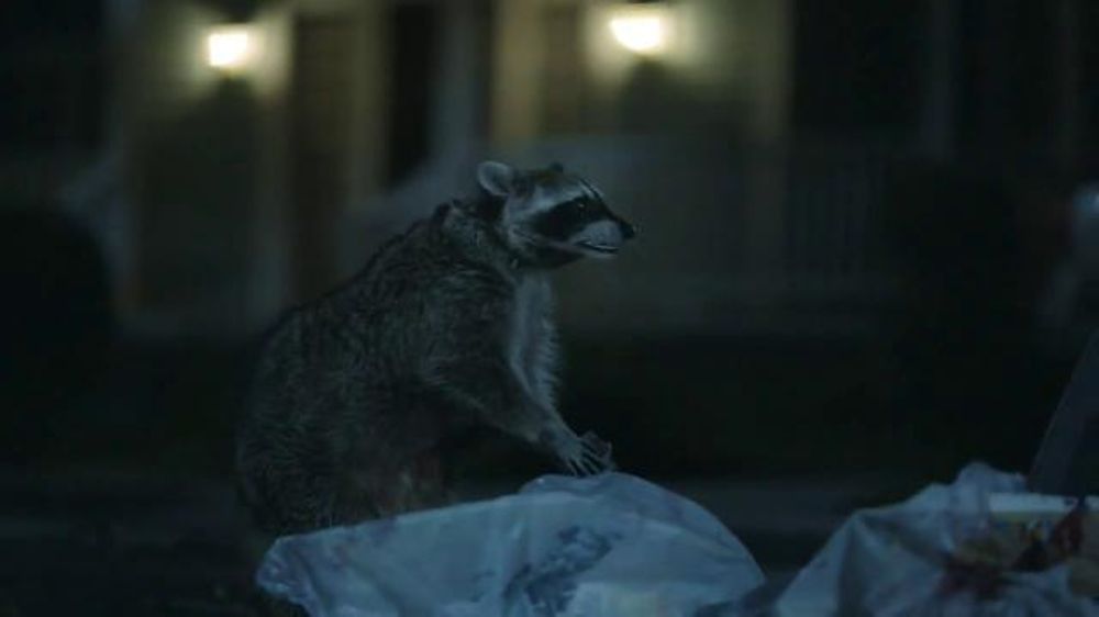 GEICO TV Commercial, 'Raccoons, C'mon Try It!: It's What You Do' - iSpot.tv