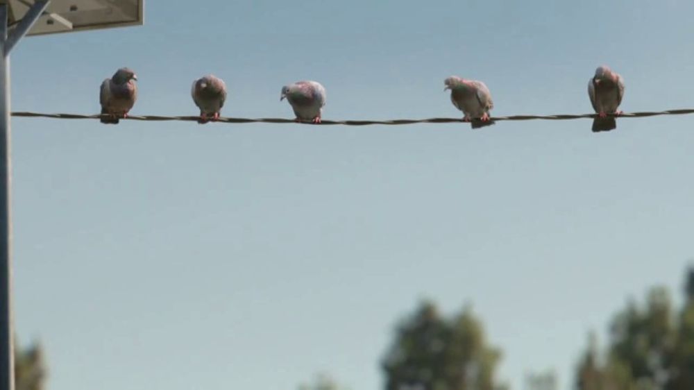 GEICO TV Commercial, 'Pigeons Fire at Will' - iSpot.tv